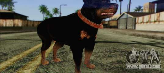 Rottweiler from GTA 5 Skin 3 for GTA San Andreas